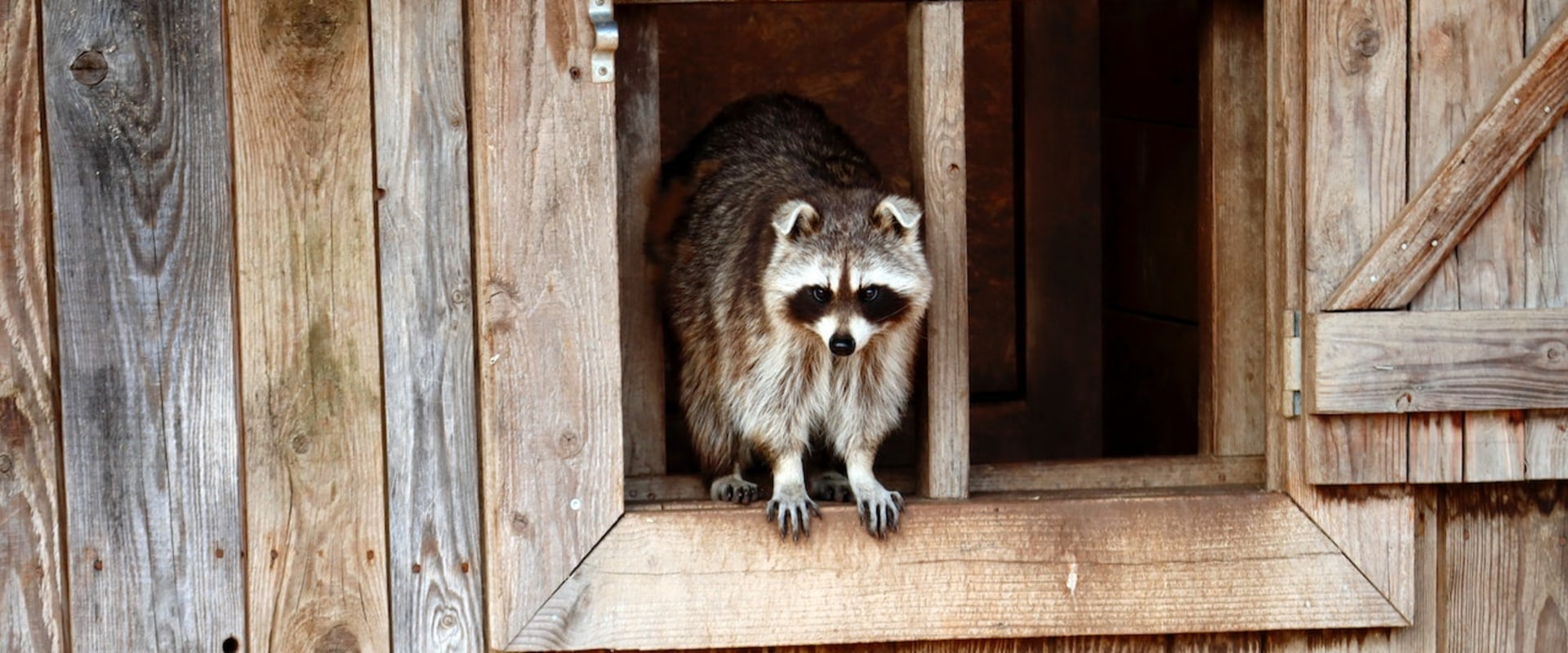 How Indoor Pest Control May Solve Your Raccoon Problem In Montgomery, TX