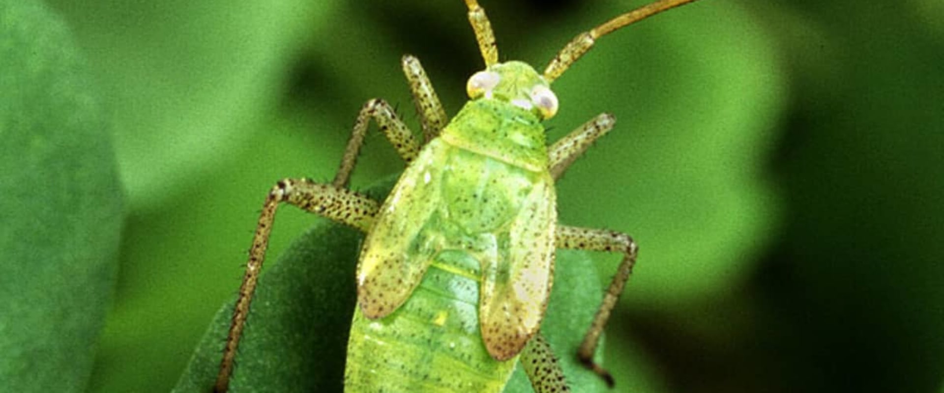 What are the advantages and disadvantages of biological control?