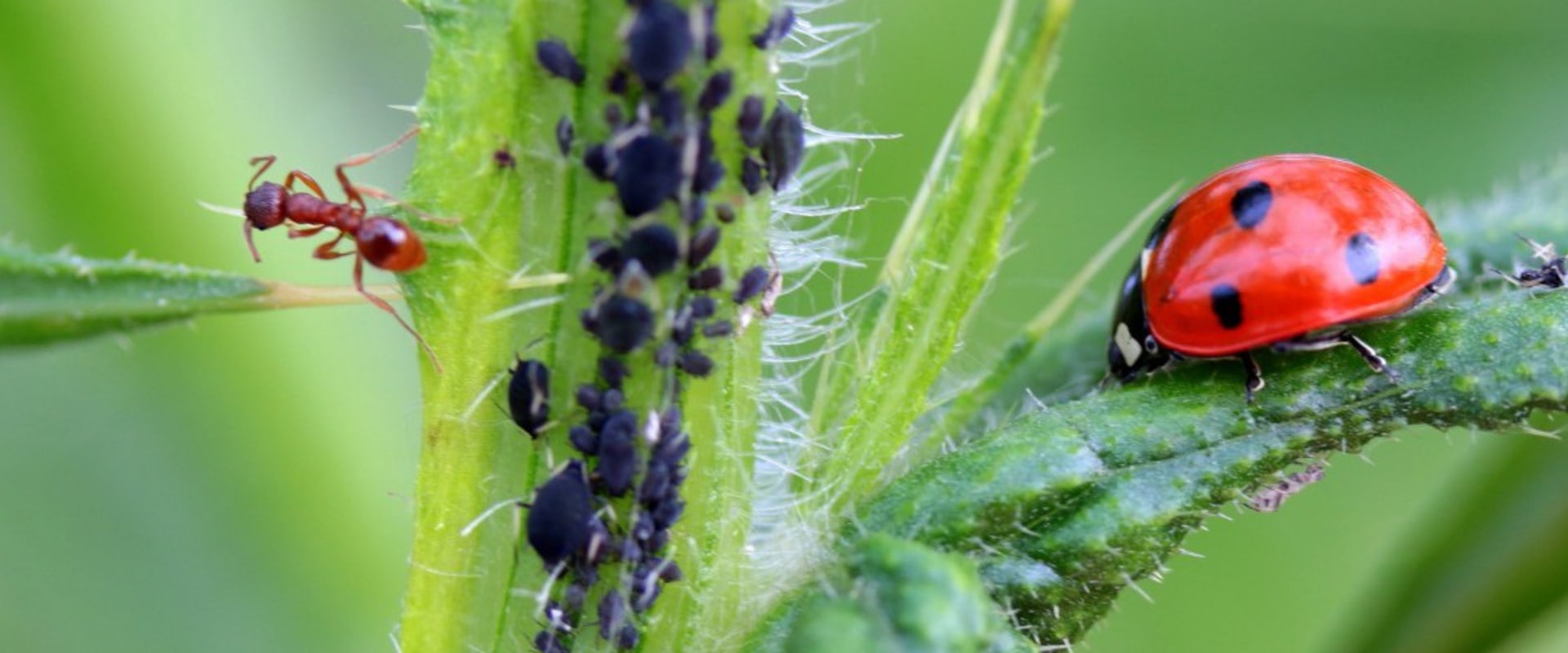 What is eco-friendly pest control?