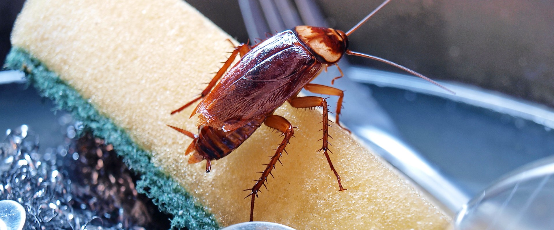 How many times do you have to exterminate to get rid of roaches?