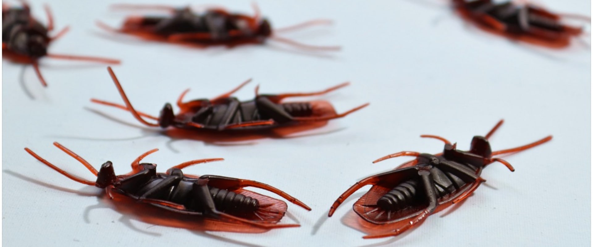 Why DIY Solutions Fall Short: The Need For A Professional Cockroach ...