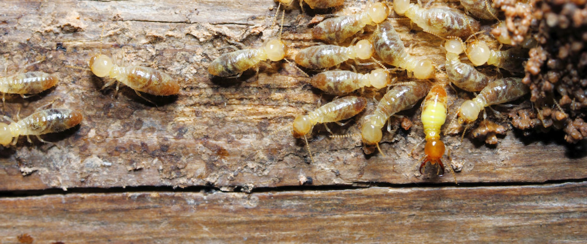 How long does insect treatment last?